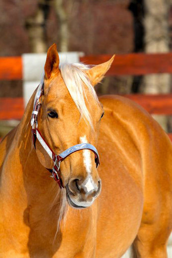 MITO POKE - American Quarter Horse stallion - importovaný plemenný ...